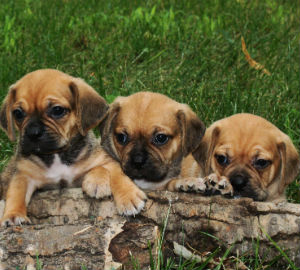 breeds_pugl - Puppy Place