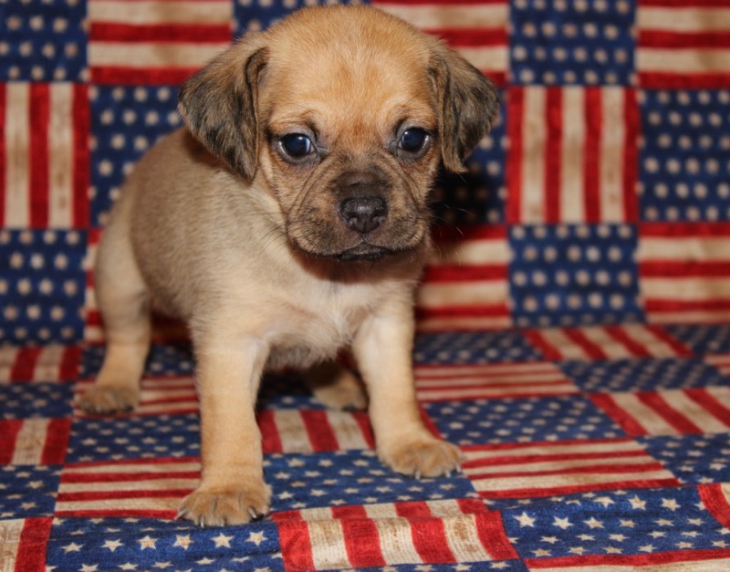 IMG_7619 - Puppy Place