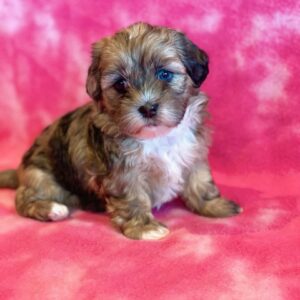 Shih Poos - Puppy Place