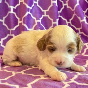 Cockapoos - Puppy Place