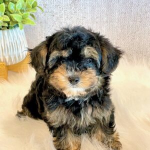 Other Breeds - Puppy Place