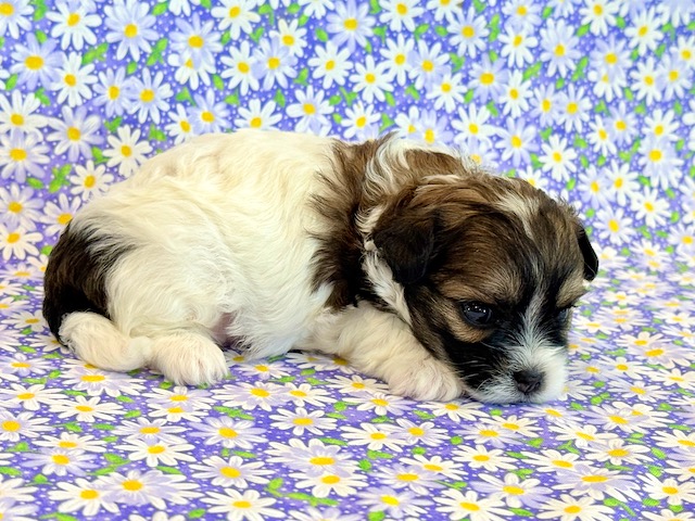 Fancy - Puppy Place